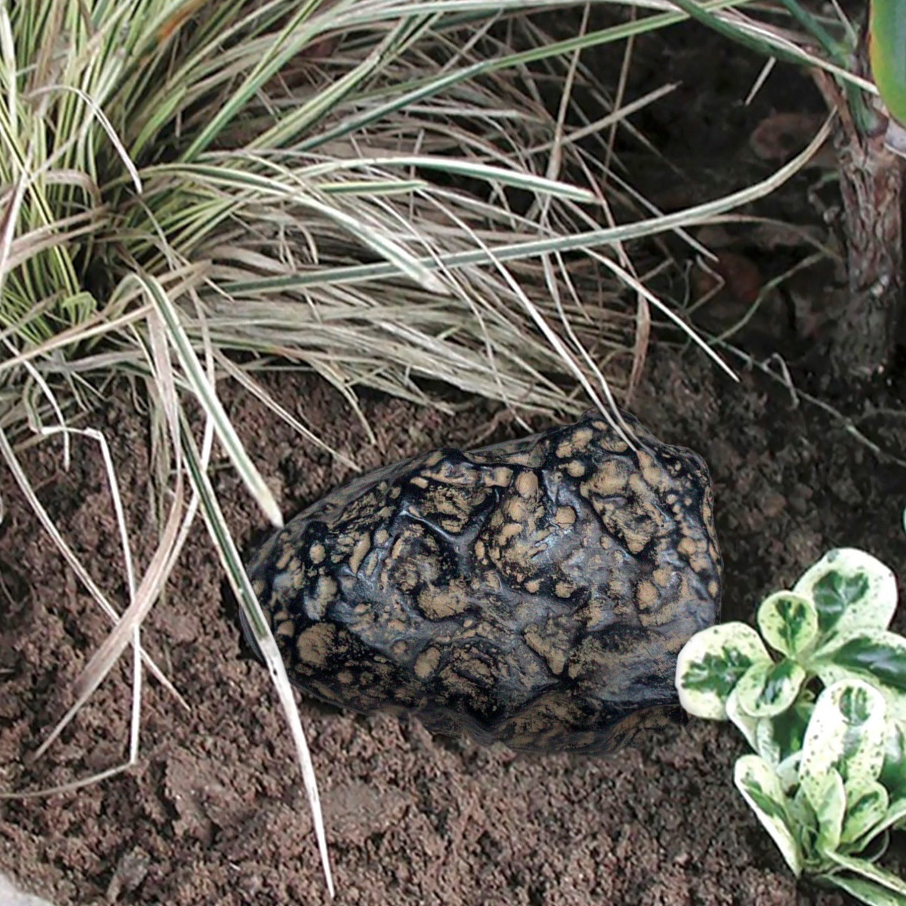 Lucky Line | Rock Key Hider 1/Card